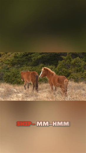 Shackleford Banks isn't just a beautiful beach—it’s a living piece of North Carolina history. Have you ever stepped foot on this island, or is it still on your NC bucket list? 🏝️👇 #ShacklefordBanks #WildHorses #VisitNC #NCOuterBanks #History #TravelNC #MyTarHeelAdventures | My Tar Heel Adventures