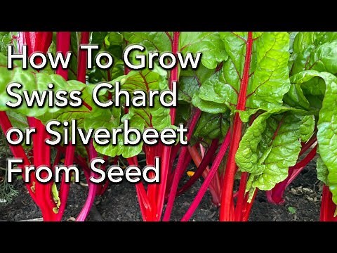How to Grow Swiss Chard/Silver Beet - Easier than Spinach - From Planting the Seed to Harvest.