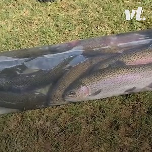2.5M views · 15K reactions | I've never seen anything quite like it! We take a look at the fascinating process of how lakes are restocked with fish, with thanks to footage provided by our partners. | VT | Facebook