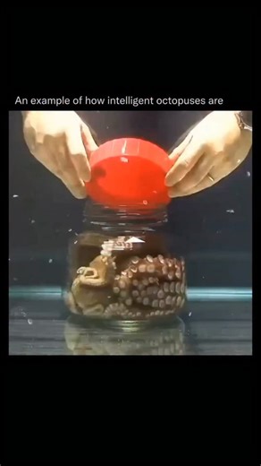 DecodingEverything on Instagram: "Octopuses are considered some of the most intelligent invertebrates on the planet, showing cognitive abilities that rival many mammals. They can solve complex puzzles, navigate mazes, learn through observation, and use tools such as coconut shells for shelter. Their problem-solving skills, impressive short- and long-term memory, and capacity for camouflage and deception all point to a highly developed nervous system, despite their intelligence being distributed 