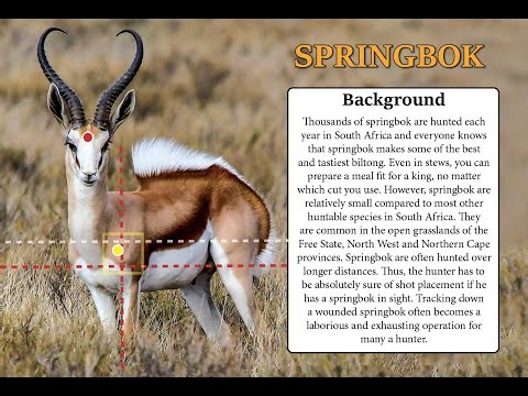 🎯 Springbuck Shot Placement