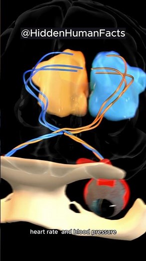 What Does the Brain Stem Control? Learn About This Vital Brain Structure!