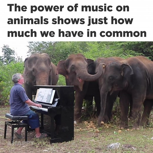 The Effect of Music on Animals: Do They Like It?