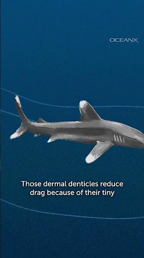 Shark Skin Inspires Several Human Innovations