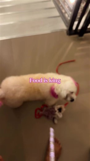 Countdown to My Dog's Third Birthday Celebration