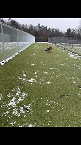 11K views · 350 reactions | “Hello! My government name is Dozer, but...