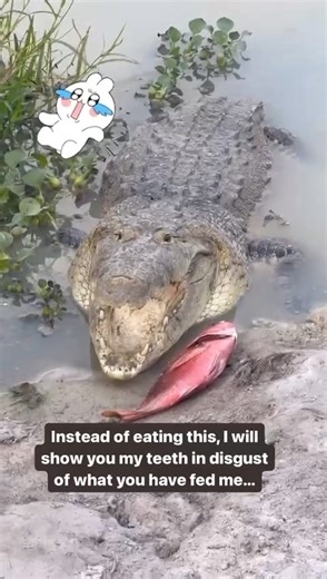Breaking myths day by day… There are some false beliefs about crocs and their predatory behavior. First, #crocs are not eating machines. They will not eat and eat and eat. Second, #crocodiles can develop a preference for food, whether that be snail, turtle, fish, or in Gilly’s case, chicken!! Despite a nice chunk of fresh fish being fed to him, Gilly from @crocodileresearchcoalition refuses to eat because he prefers a nice whole, plucked chicken instead. Crocs are considered opportunistic and ge