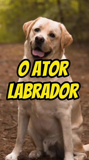Características e curiosidades sobre o Labrador