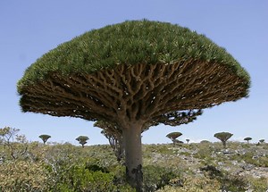 Climate change drives ancient Socotra dragon’s blood tree to brink of extinction