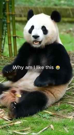 This Panda Got Scared for No Reason 😂🐼