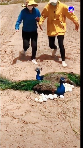 🦚 Majestic Indian Peafowl Facts – Nature’s Living Jewel! 🌈 #IndianPeafowl #PeacockFacts #peacock