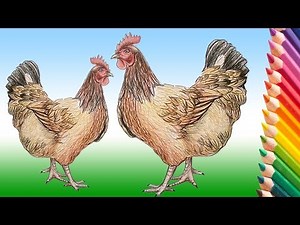 How to Draw a Realistic Hen Step by Step How to do Pencil Shading
