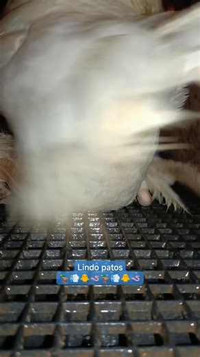 Lindo patos 🦆💨🐥🪱🦆💨🐥 #funnypets #animalrescue #PatosDeEngorde #PatosCriadosEnCasa #PatosGigantes #PatosHibridos #FarmLife #BackyardFarming #DuckFarm #PoultryFarm #FarmingTips #HomesteadLife | Aghata Helme