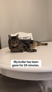 Milo uses the Furbo Mini 360° to summon us home 😂 With Rotating 360° View, Nanny chat, and AI Smart Alerts. We are always in the know when Milo or any of our pets decides they need something. It’s the smartest pet camera we’ve ever used and gives us peace of mind while we’re away. Furbo’s BIGGEST sale starts NOW. Subscribe and save up to 60%. Use code Milo to get an extra 60 days of Furbo Nanny for free. @furbopetcamera #FurboPetCamera #CaughtonFurbo #TogetherAnywhere | Mrmilothechonk