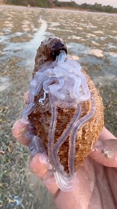 Sea Creatures #highlights | Glademer