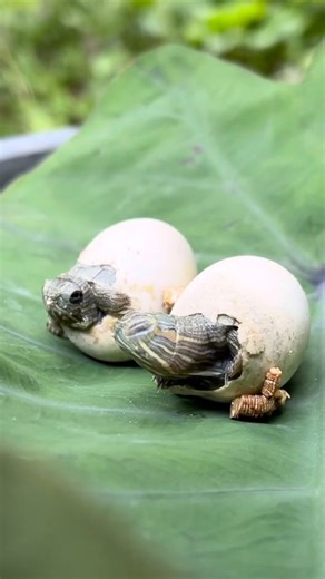 Little turtle 🐢🐢 | TurtleNest Diaries