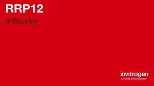 RRP12 antibodies from Thermo Fisher Scientific