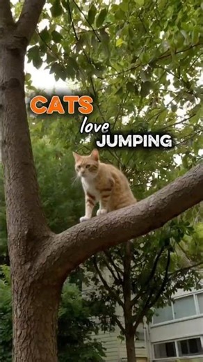 Cats Jumping Skills Explained: How They Leap 6× Their Body Length! #cats #cutecats #catinfo #cats