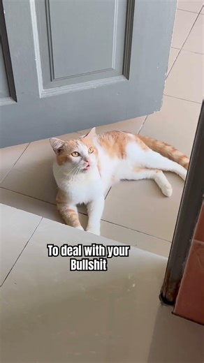 So sorry, service error 🙀😺 #catshorts #cutecat #shorts