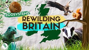 How to Rewild Britain’s Landscape (Best Method Explained)