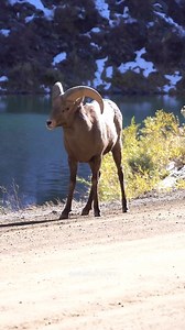 Big horn sheep butting heads! #bighorn #bighornsheep #rams #explorepage #wildlifephotography #fyp #Colorado #coloradoadventures | Colorado Adventures