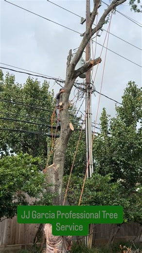 Plan your work and work your plan #jjgarciatreeservice #treeservicecompany #treeremoval | JJ Garcia Professional Tree Service