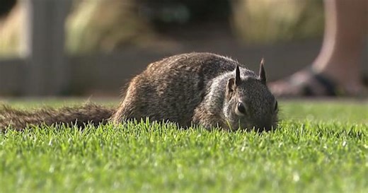 California park overrun by aggressive squirrels