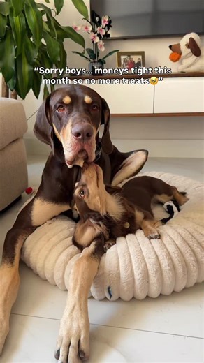 Dino is setting up his offer up account | Dino & Luka