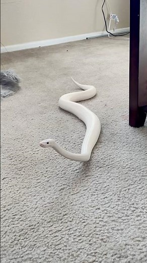 Ball Pythons are Hilarious