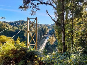 Timber Trail Tour New Zealand | NZ's best single track Scenery
