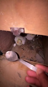 tips #birdslover #pets #minivlog | Dipanjan Saha