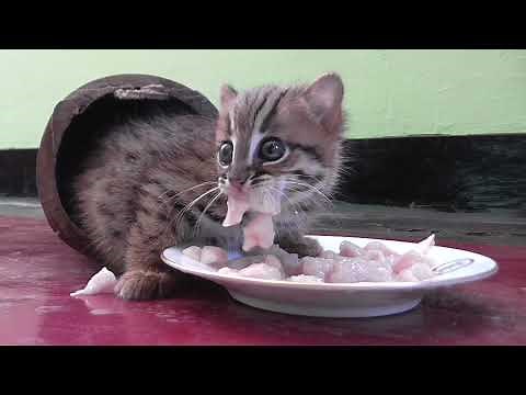 Eating agile rusty spotted kitten. World's smallest cat