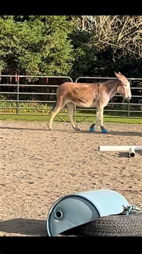 New Fancy LEB Cavallo Hoof Boots 🫏🩵 : Slender is recovering from a toxicity induced laminitis episode and bi-lateral sole abscesses. I did a conservative trim and cleaned up some of the damaged sole, flushed the abscess exit area, applied artimud, put on wool socks and dropped him into a size 4 LEB ( donkey specific boot) with wool saddle pad liner pads inside - and look at him go! #donkeyboots #laminitis #donkeyhooves #thedonkeyfarrier | Megan Hensley