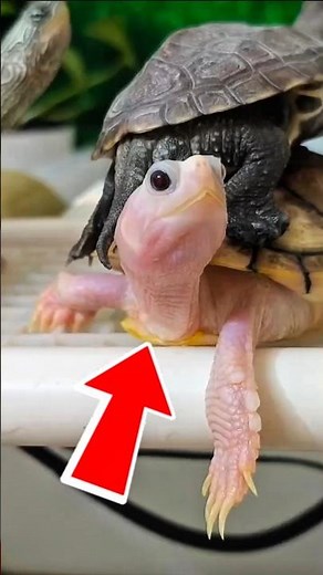 Curiosity/Value The Rarest Turtles You've Never Seen 🐢✨