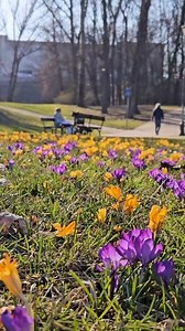 The beginning of spring in Warsaw 🐝🪻🌿 #DiscoverWarsaw #wiosna #spring #springvibes #wiosna2025 #naturevibes #flowers | Go to Warsaw