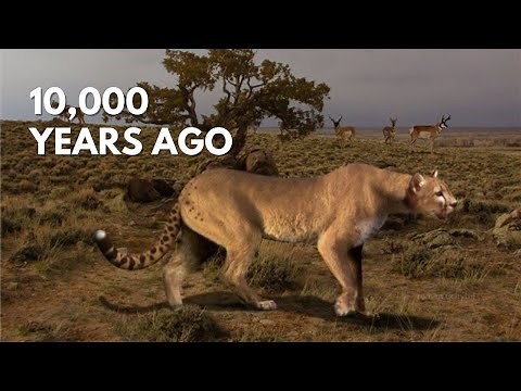 What Happened to the American Cheetah?