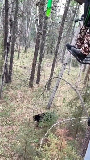 Встреча с гризли | Охота с луком в медвежьей стране #Гризли #МедвежьяСтрана #ОпаснаяДичь #ЛукПротив