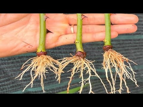 Root Any Branch With 1 Simple Technique - 100% Success