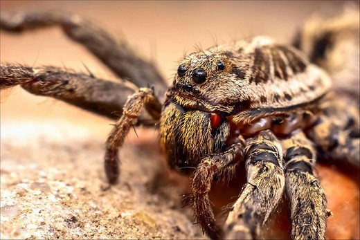 27 Common Spiders in Texas
