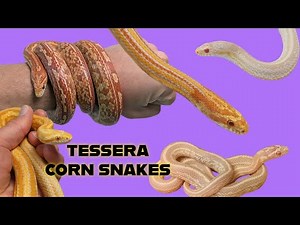 Corn Snake Collection - Tessera