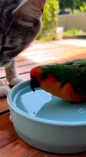 Cat Refuses Parrot's Attempt to Take Over Water Bowl