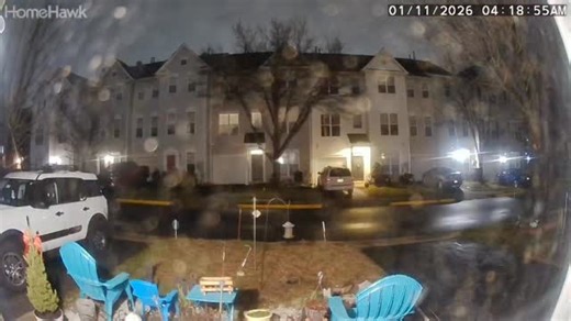 The fox was back! #fix #urbanwildlife #homehawk #visitor #thecatlvt | The CAT LVT