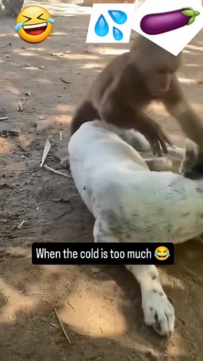 Big energy 😂 #viralreelschallenge #trend #animation #cartoon #movie #Rango #love #follower #kids #baby #animals @followers | West 4Real