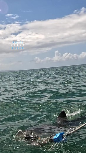 34K views · 1K reactions | Great White Shark Shows Off Razor Sharp Teeth #greatwhiteshark #greatwhite #shark GoPro | White Shark Ocean | Facebook