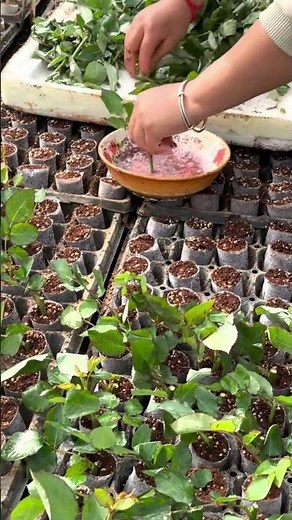 DIY Rose Planting 🌹 | How to Grow Roses From Stem Cuttings