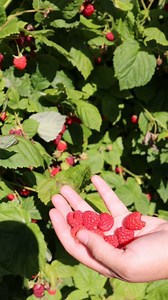 Ontario Raspberries are now in season! Whether in your favourite dessert or enjoying a handful, these ruby gems are a sweet treat of Ontario goodness! Tip: When buying raspberries, look for firm, dry berries. Try to avoid overly soft fruit. Berry Growers of Ontario | Foodland Ontario