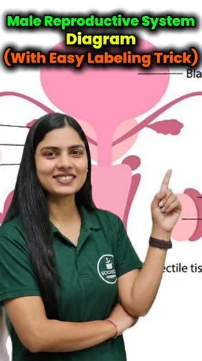 Soching Education | Male Reproductive System Diagram (With Easy Labeling Trick) #howtodraw #malereproductivesystem #stepbystep #class10 #sochingeducation | Instagram