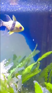 Tank Mates Under Blue 🐠💙