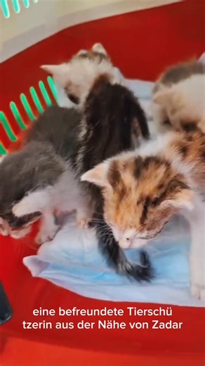 Tanja Lackner on Reels