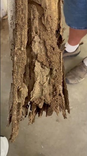 Pest Control Service Ardmore OK | Find Pest Control Service In Ardmore Oklahoma